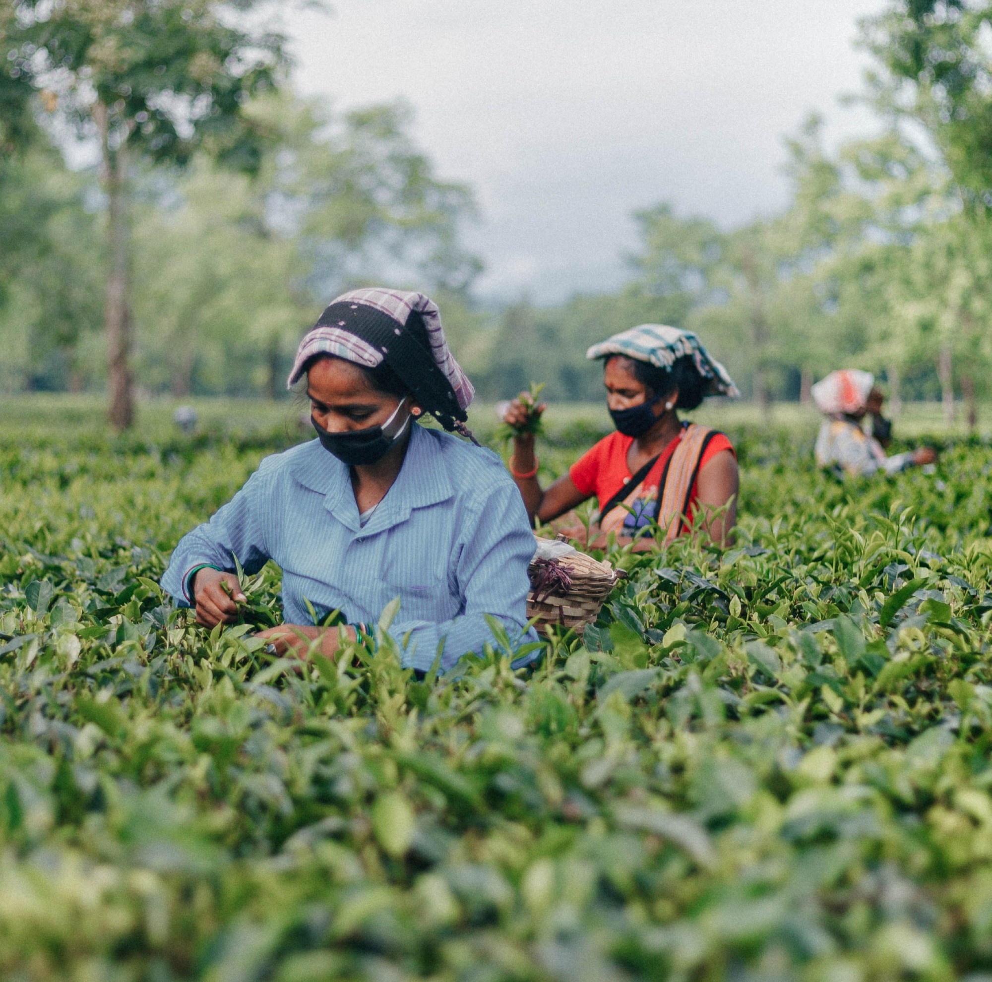 For a greener future | Lipton